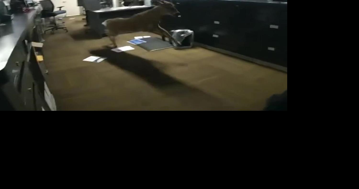 Cops responding to ‘robbery’ discover deer trapped inside bank ...