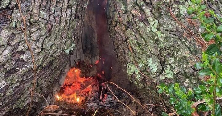 Lincoln County Fire Rescue responds to tree fire caused by lightning ...