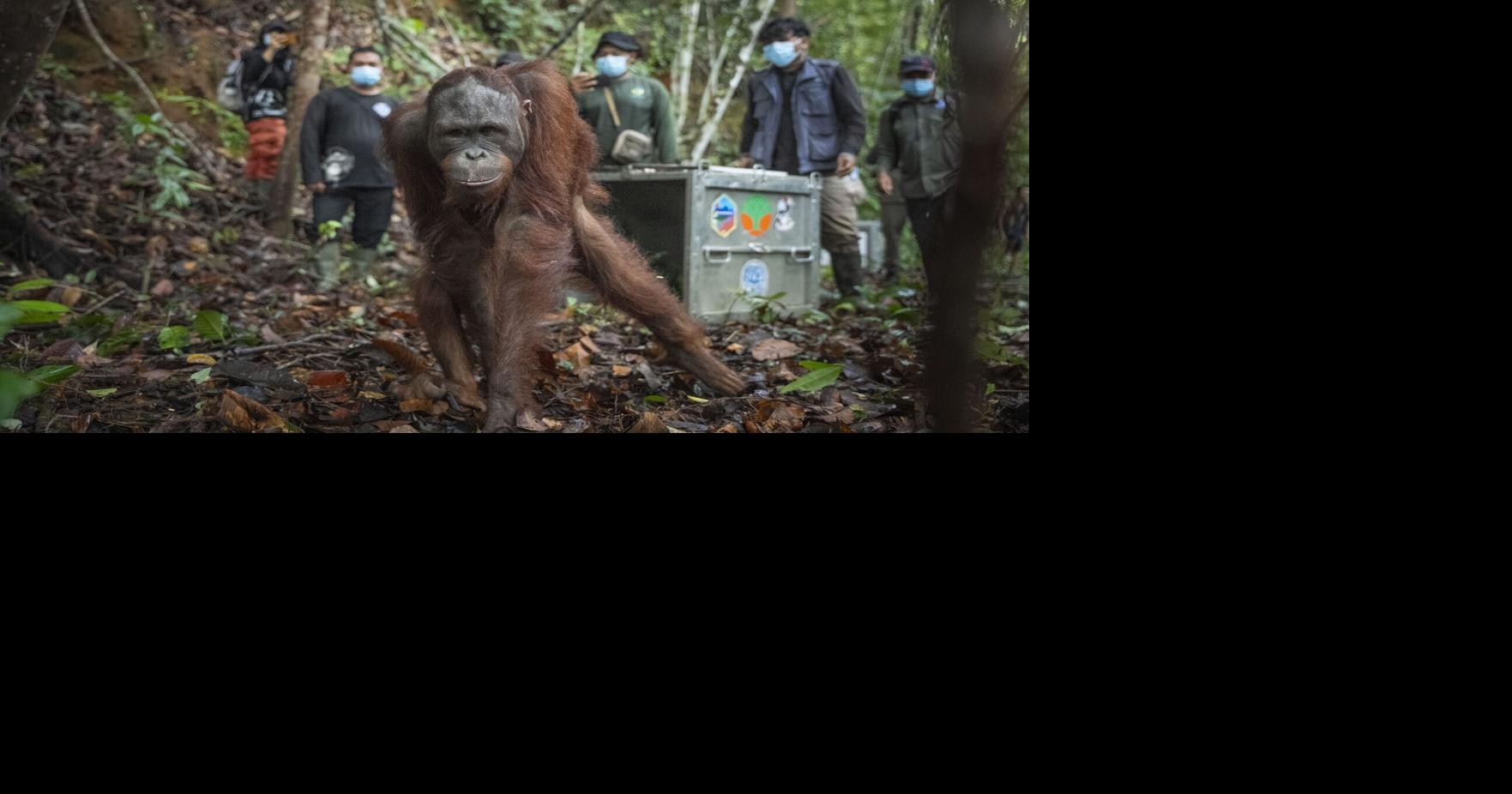Endangered orangutans released after graduating from ‘forest school ...