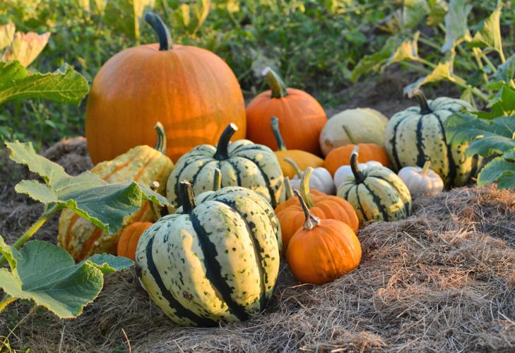 Green thumbs up for fall, winter gardening | Magazine | elpasoinc.com