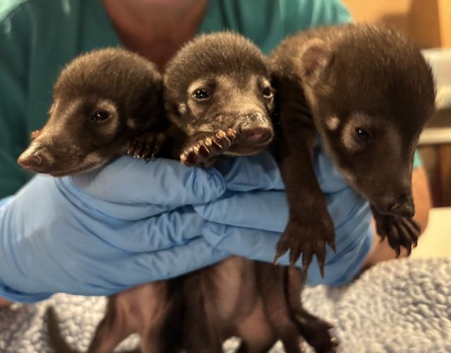 Spring babies bloom at the El Paso Zoo | Local News | elpasoinc.com
