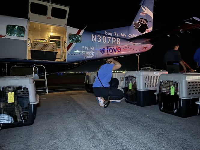 Dog Is My CoPilot transports 50 El Paso animals to new homes | Local News | elpasoinc.com