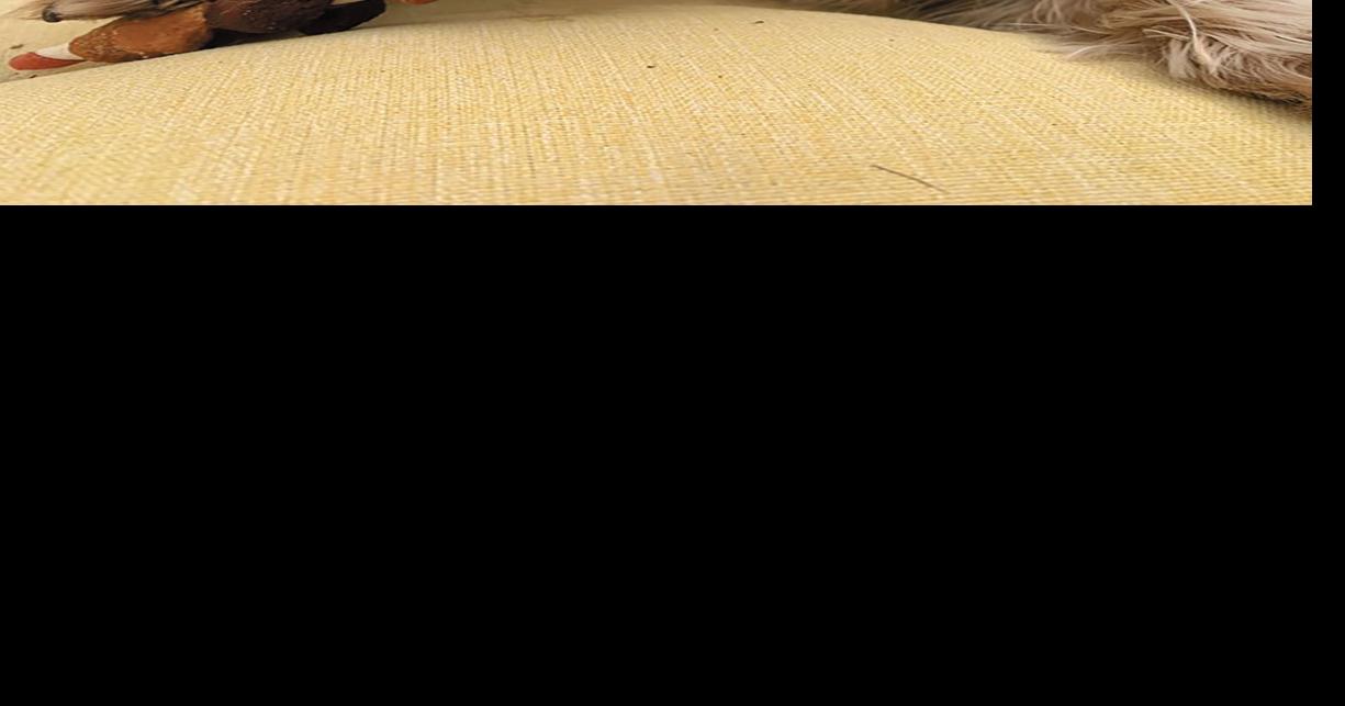 Million Dollar Smile: Doby | Pets | elpasoinc.com