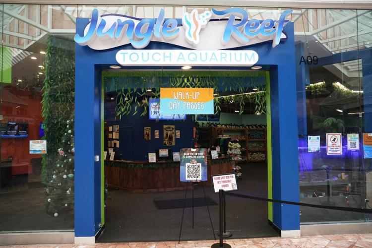 Jungle Reef reflects on a year of challenges | Local News | elpasoinc.com