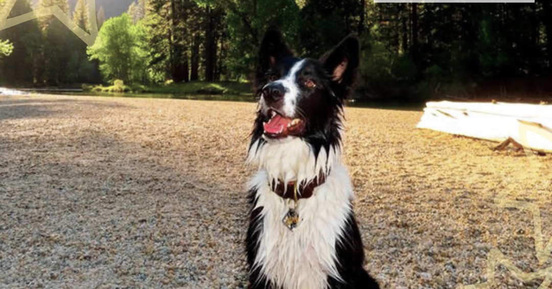 Wildest Spirit: Aspen | Pets | elpasoinc.com