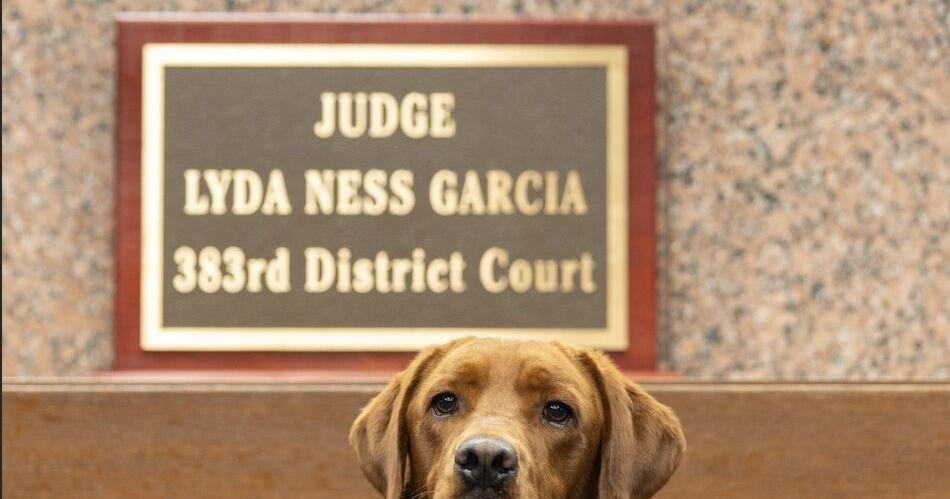 All rise for Gus Gus: Certified facility dog brings comfort to family ...