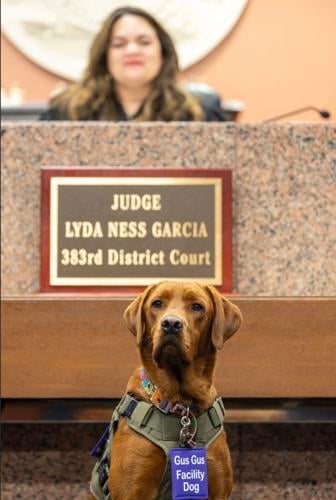 All rise for Gus Gus: Certified facility dog brings comfort to family ...