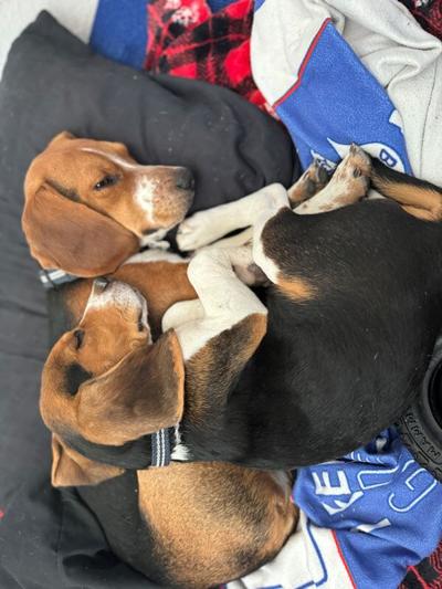 Most Snuggle Worthy: Max and Oliver | Pets | elpasoinc.com