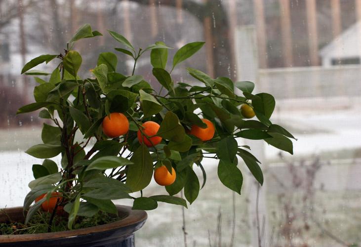 indoor fruit trees