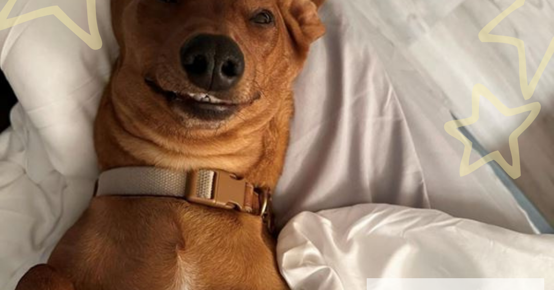 Million Dollar Smile: Gregory | Pets | elpasoinc.com