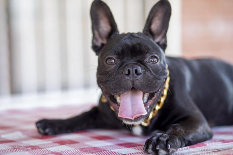 Ultimate Supreme Winner: Oreo | Pets | elpasoinc.com