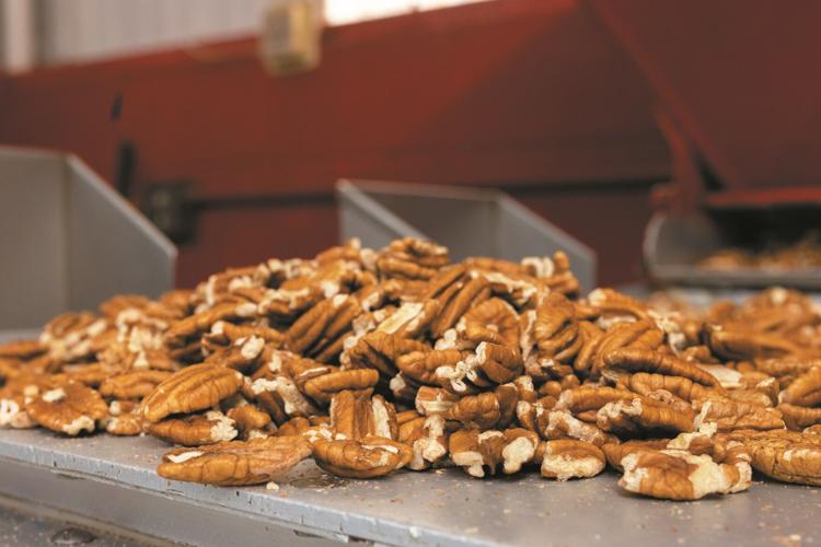 Down on the farm: Ramirez Pecan Farm offers reprieve from city life and ...