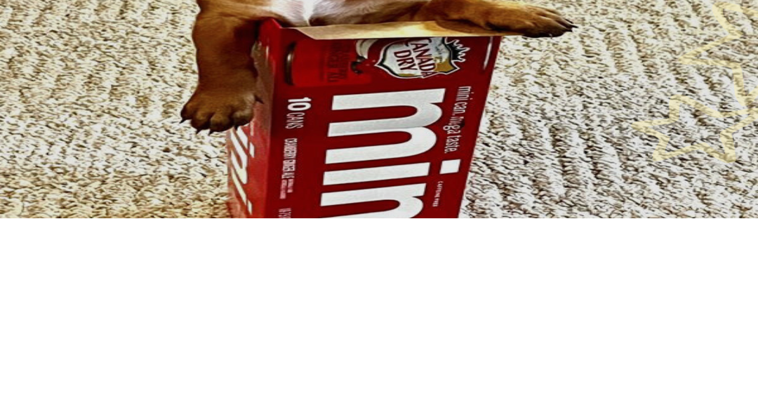Precious Puppy: Petey | Pets | elpasoinc.com