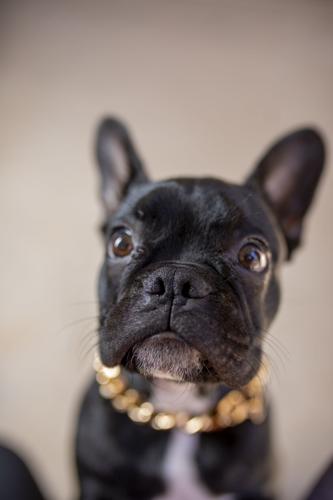 Ultimate Supreme Winner: Oreo | Pets | elpasoinc.com