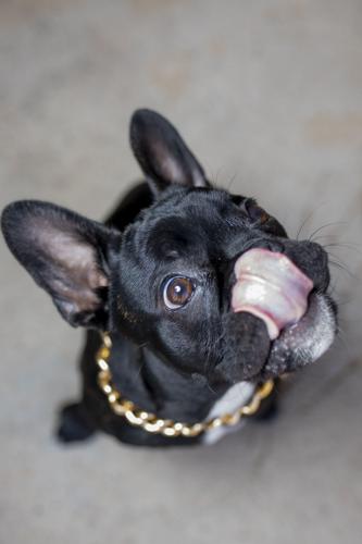 Ultimate Supreme Winner: Oreo | Pets | elpasoinc.com