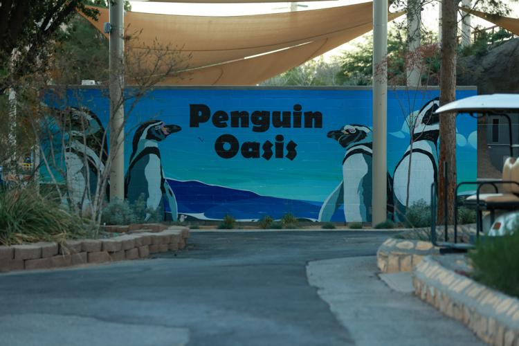 City celebrates opening of Penguin Oasis exhibit | Local News ...