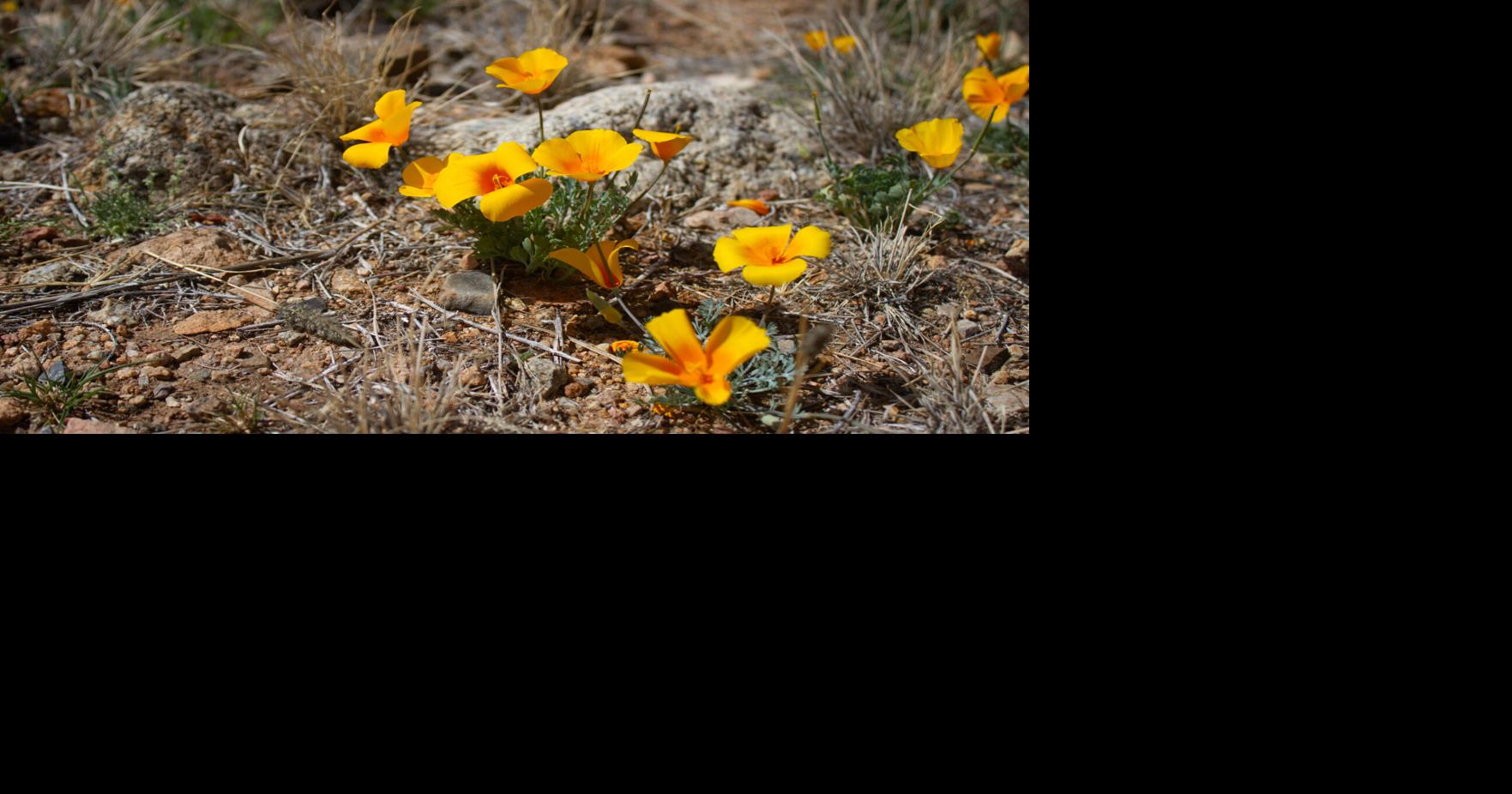 Discover the beauty of poppies in El Paso at the month-long poppies ...