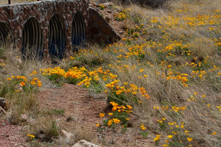 Discover the beauty of poppies in El Paso at the month-long poppies fest | Gallery | elpasoinc.com