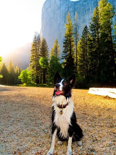 Wildest Spirit: Aspen | Pets | elpasoinc.com