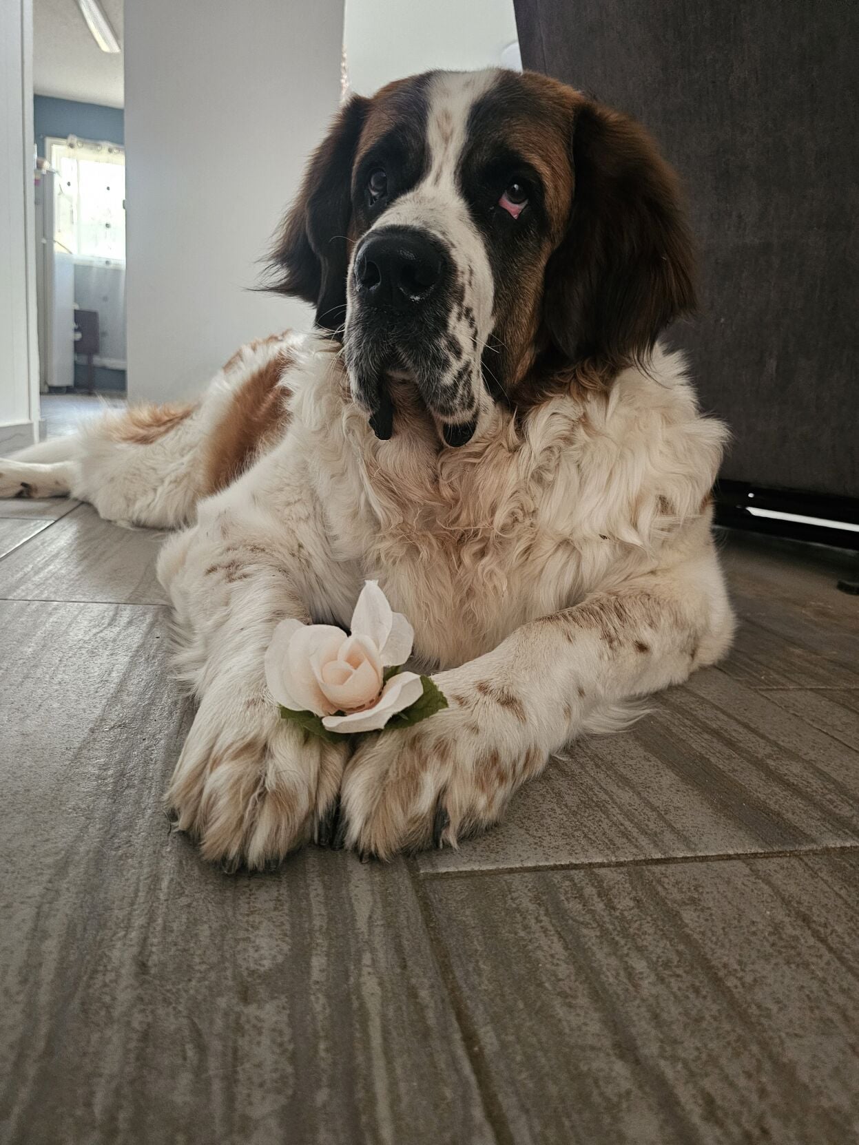 Gentle Giant: Pandora | Magazine | elpasoinc.com
