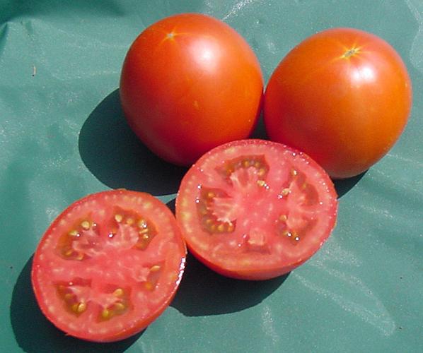 How you can grow your best tomato ever | Gardening | elpasoinc.com