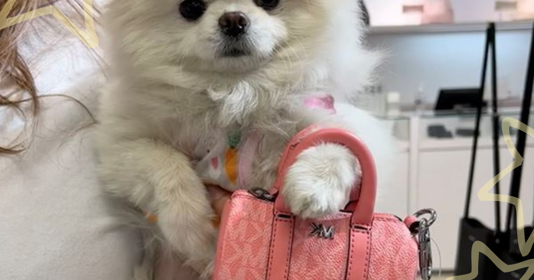 Best Attitude: Daisy | Pets | elpasoinc.com