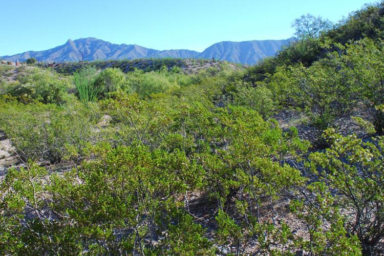 Celebration of Our Mountains 25 years and climbing | Local Features ...