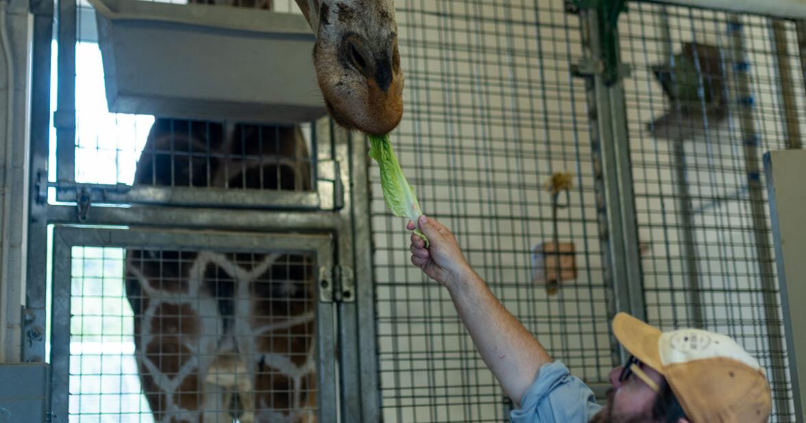 A day in the life: a zookeeper | Magazine | elpasoinc.com