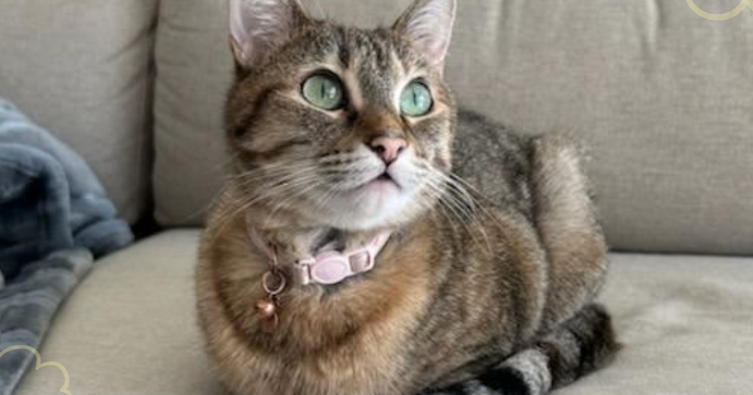 Purrfect Cat: Wednesday | Pets | elpasoinc.com