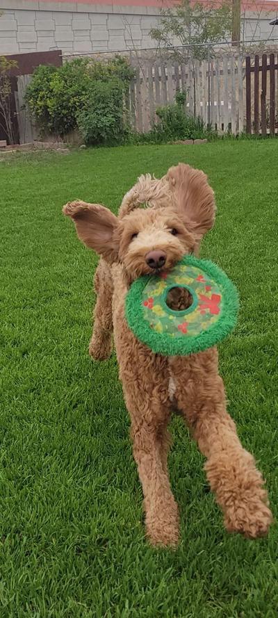 Fast & Furriest: Teddy | Pets | elpasoinc.com