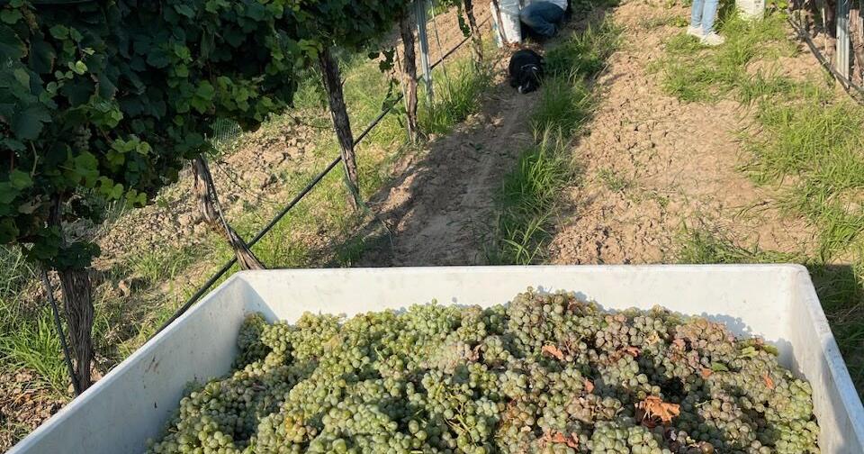 Grape harvest strong despite record heat | Local News | elpasoinc.com