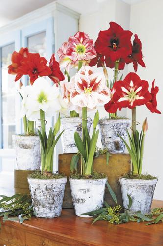 Blooming gifts for the holiday | Magazine | elpasoinc.com