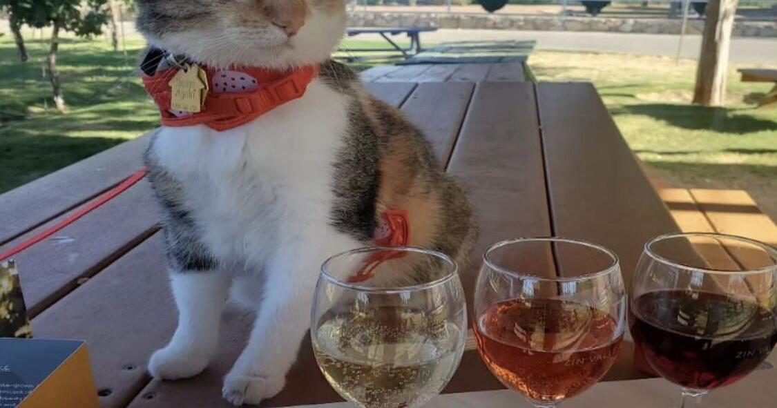 Truffles the winery cat steals the show at Zin Valle Vineyards | Local ...