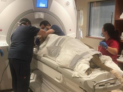 El Paso Zoo thanks Providence radiology team for lion care | Local News ...