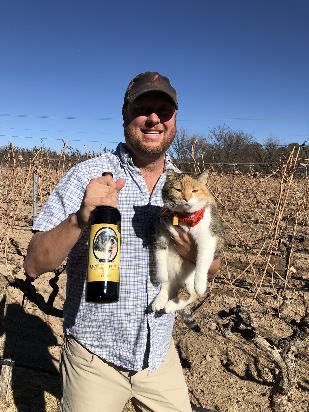 Truffles the winery cat steals the show at Zin Valle Vineyards | Local ...