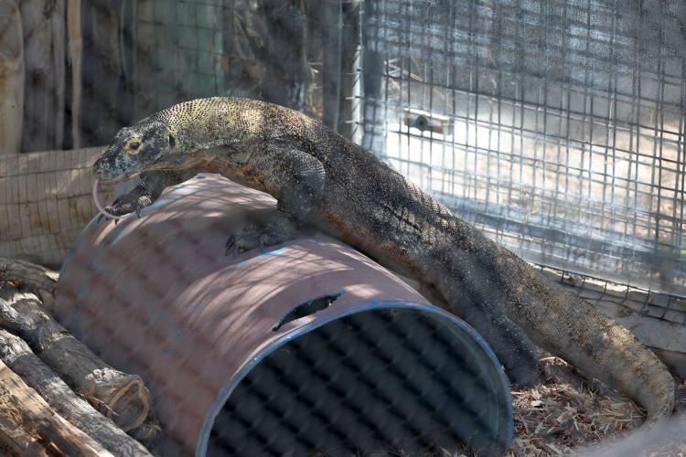 Komodo dragon exhibit to be built at El Paso Zoo | Local News ...