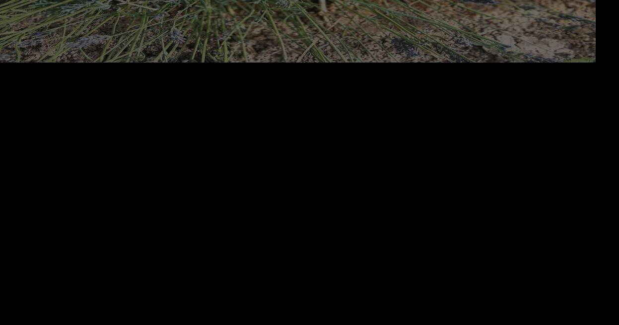 Calhoun lavender | | elpasoinc.com