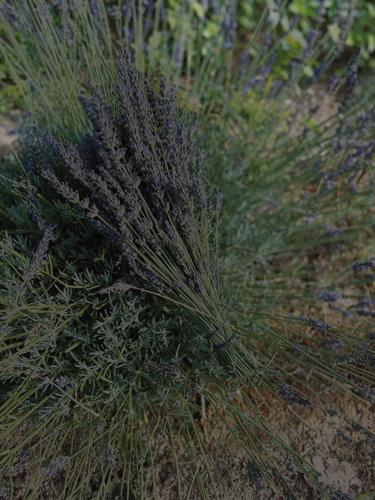 Calhoun lavender | | elpasoinc.com