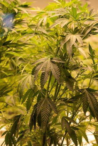 El Paso's New Mexico neighbors ride marijuana high | Local News ...