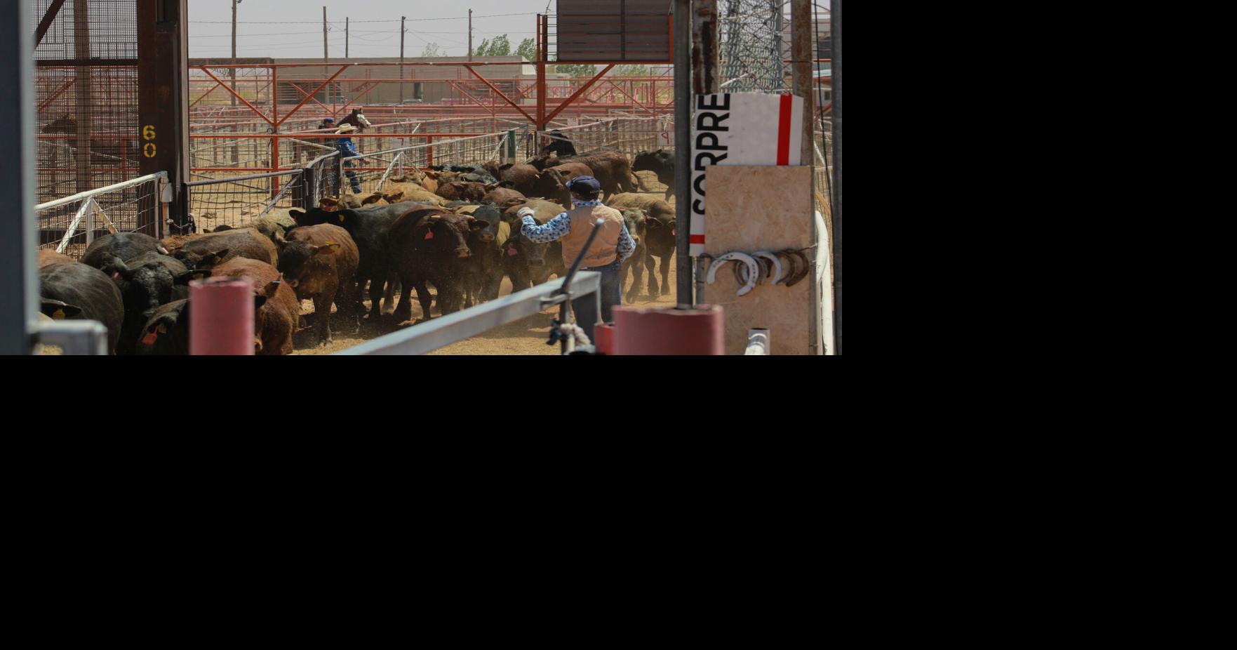 For borderland cattle ranchers, a trade war with Mexico adds to list of troubles | Puente ...