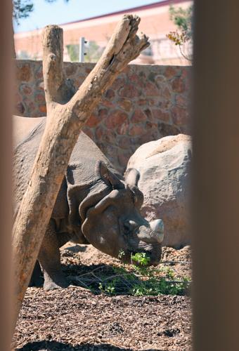 Issues Revealed In El Paso Zoo S Accreditation Report Local News