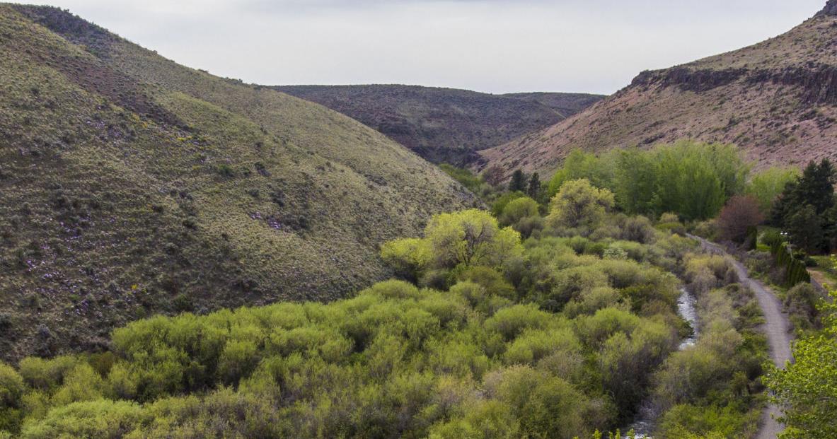 Alertan a senderistas tras avistamiento de puma en Cowiche Canyon Trail ...