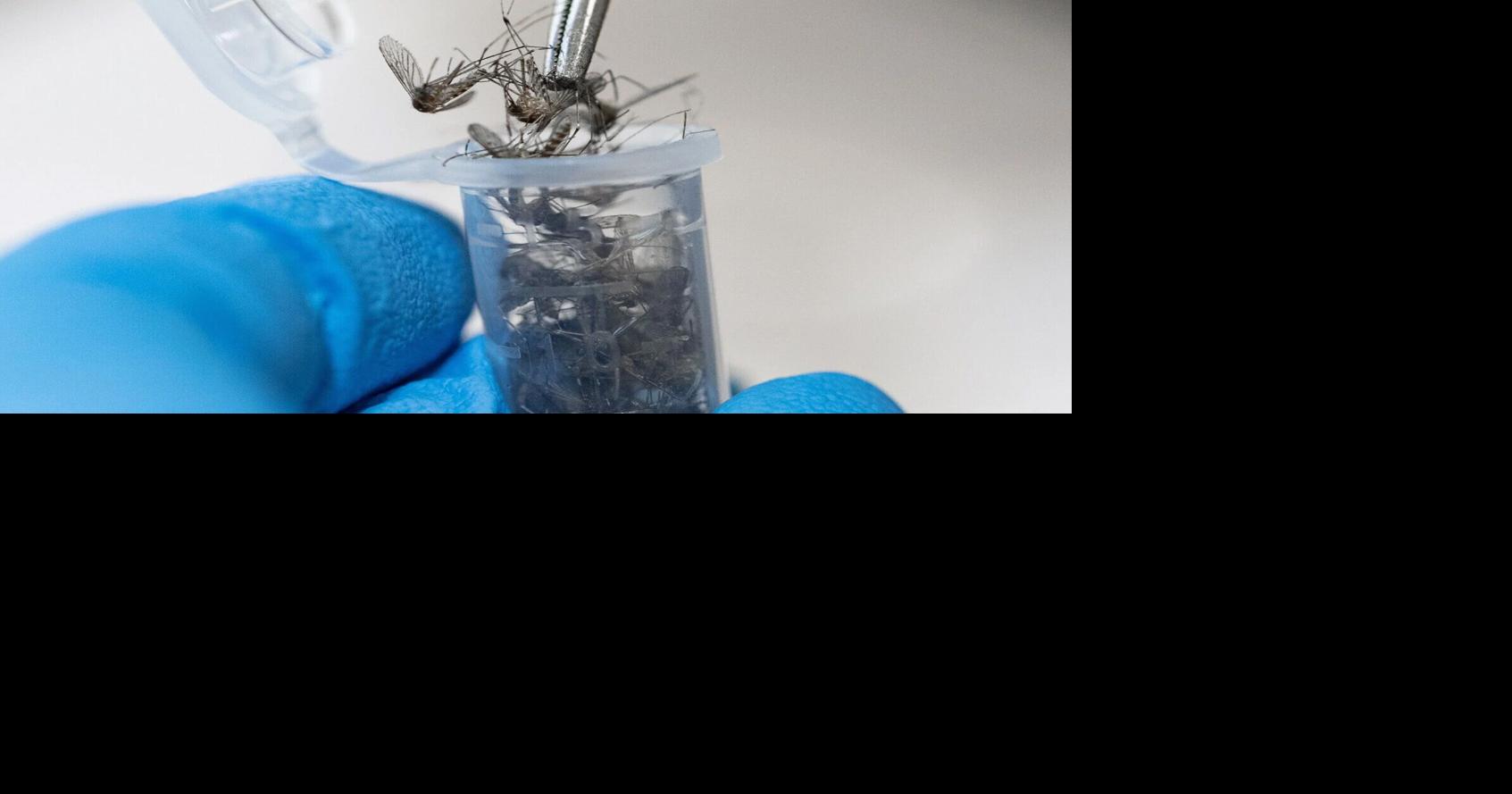 Detectan mosquitos con virus del Nilo Occidental en parque de Granger ...