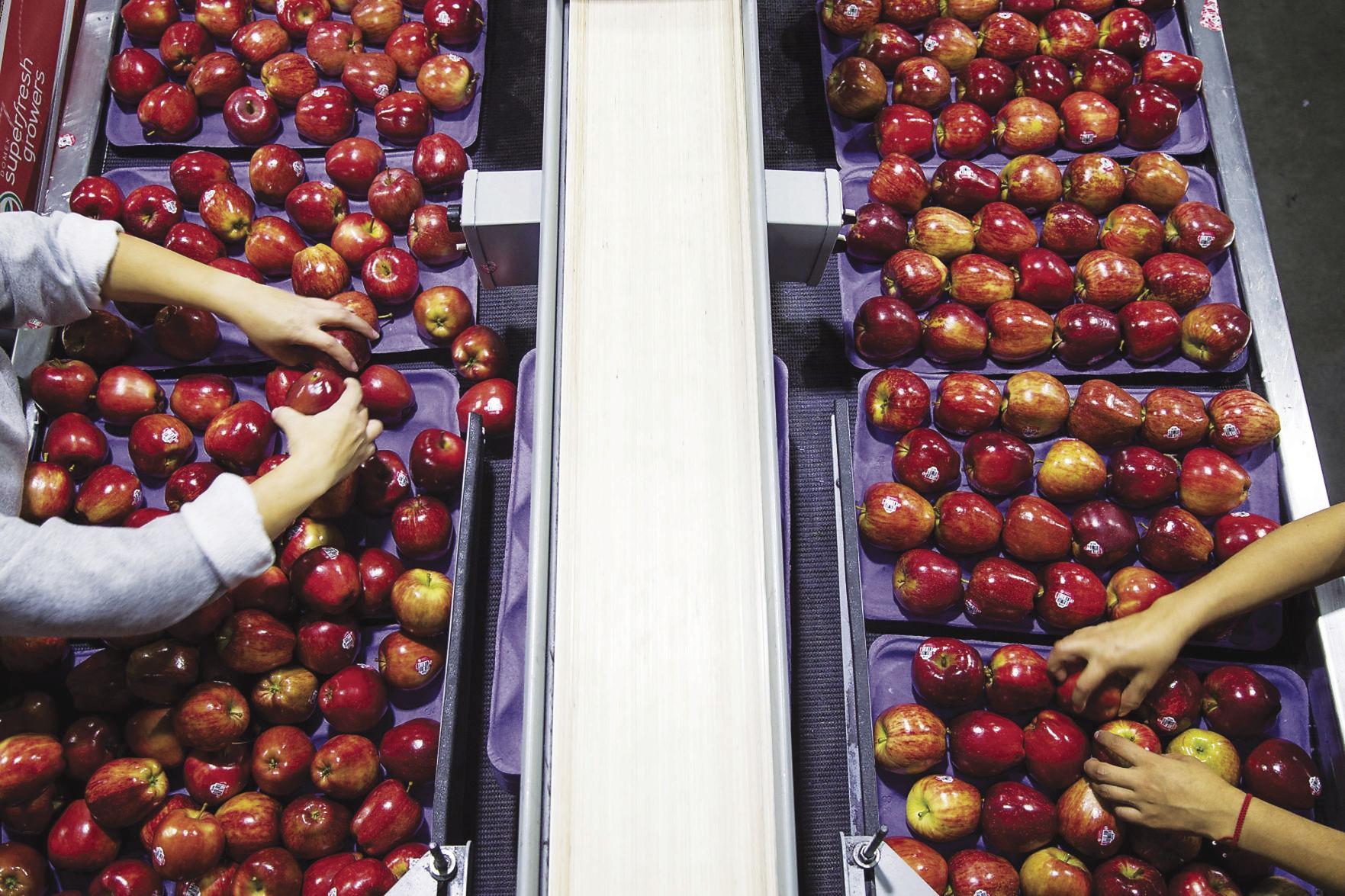 Enfrenta revés exportación de manzanas a México | Noticias ...