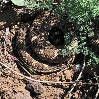 Reportan 11 mordeduras de serpiente de cascabel en WA este año ...