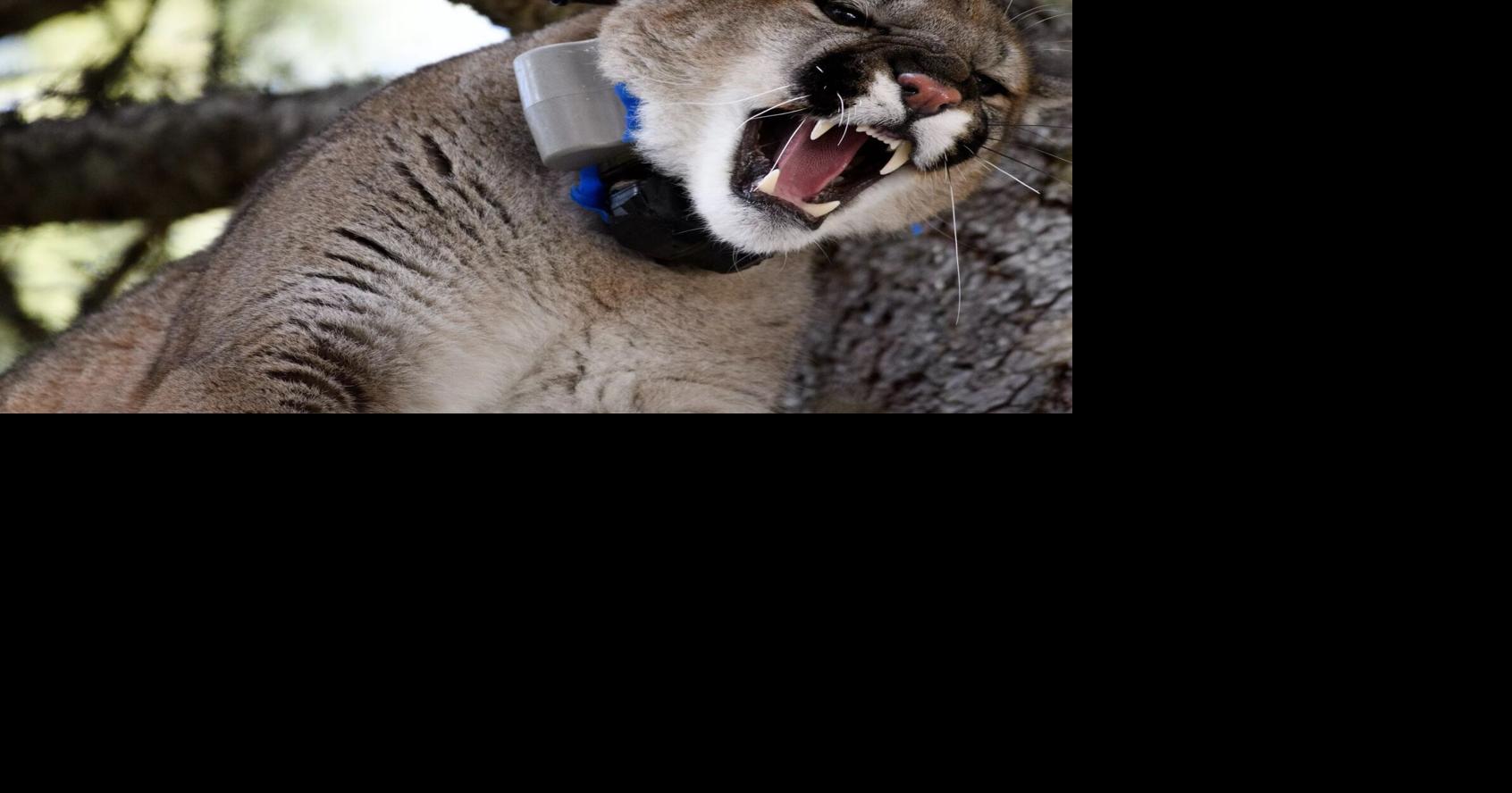 Búsqueda con perro no localiza a puma supuestamente visto en el parque ...