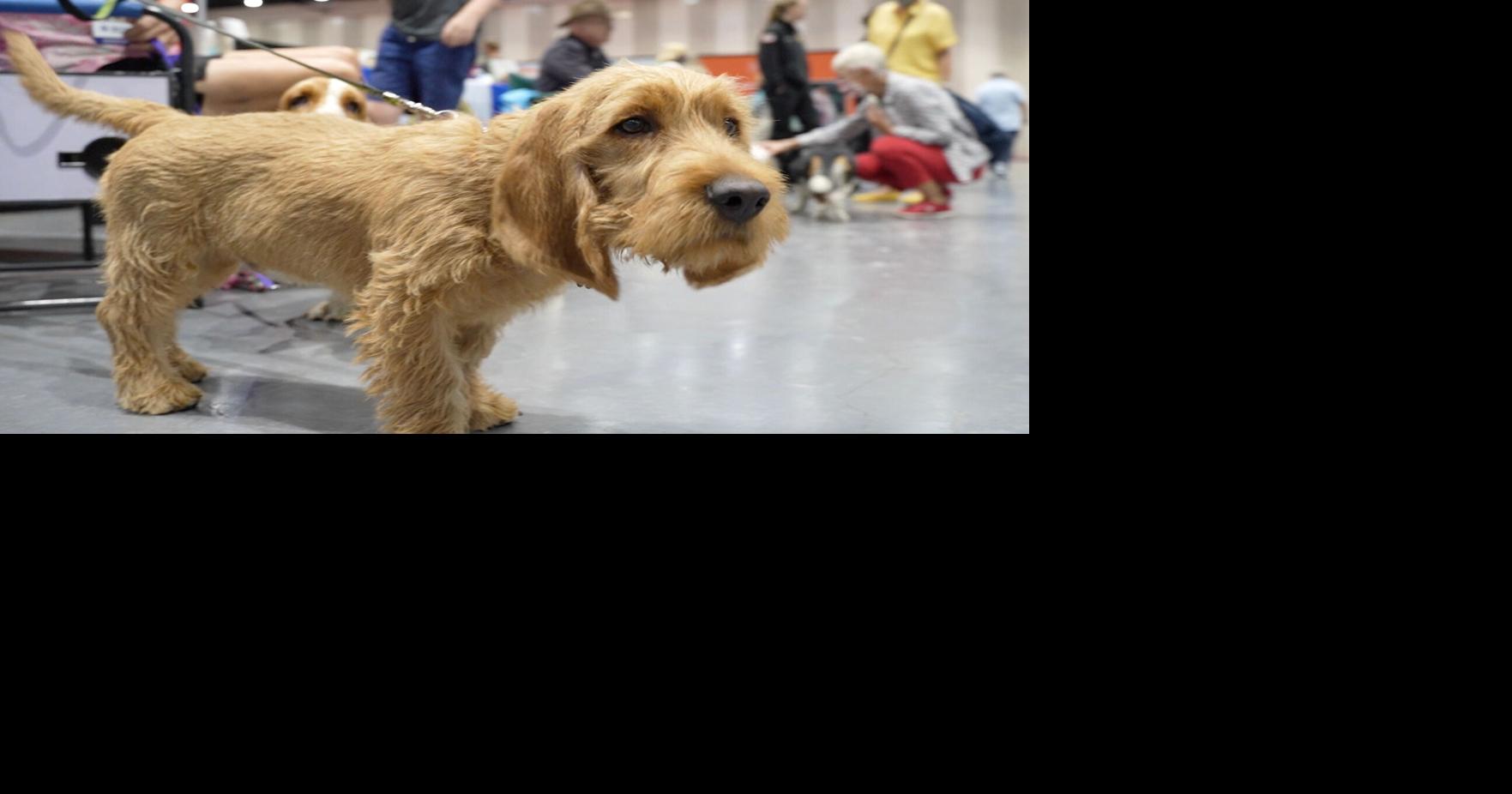 Tres nuevas razas de perros son reconocidas | Actualidad | elvocero.com