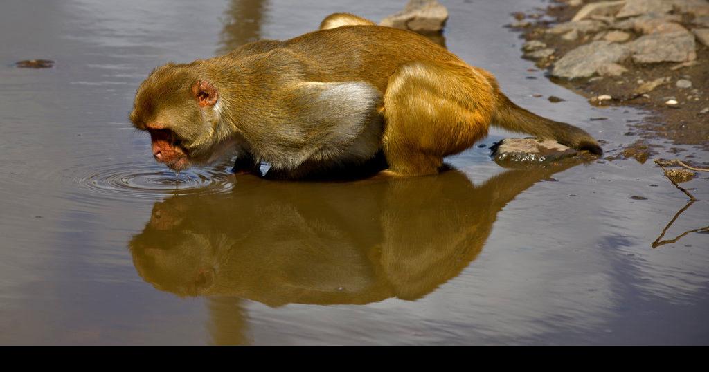 El huracán María devastó la Isla de los Monos en Puerto Rico ...