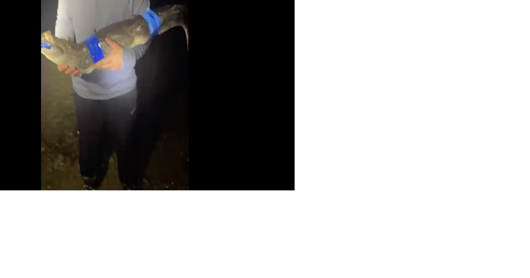 VÍDEO: Capturan a un caimán en Cidra | Otros | elvocero.com