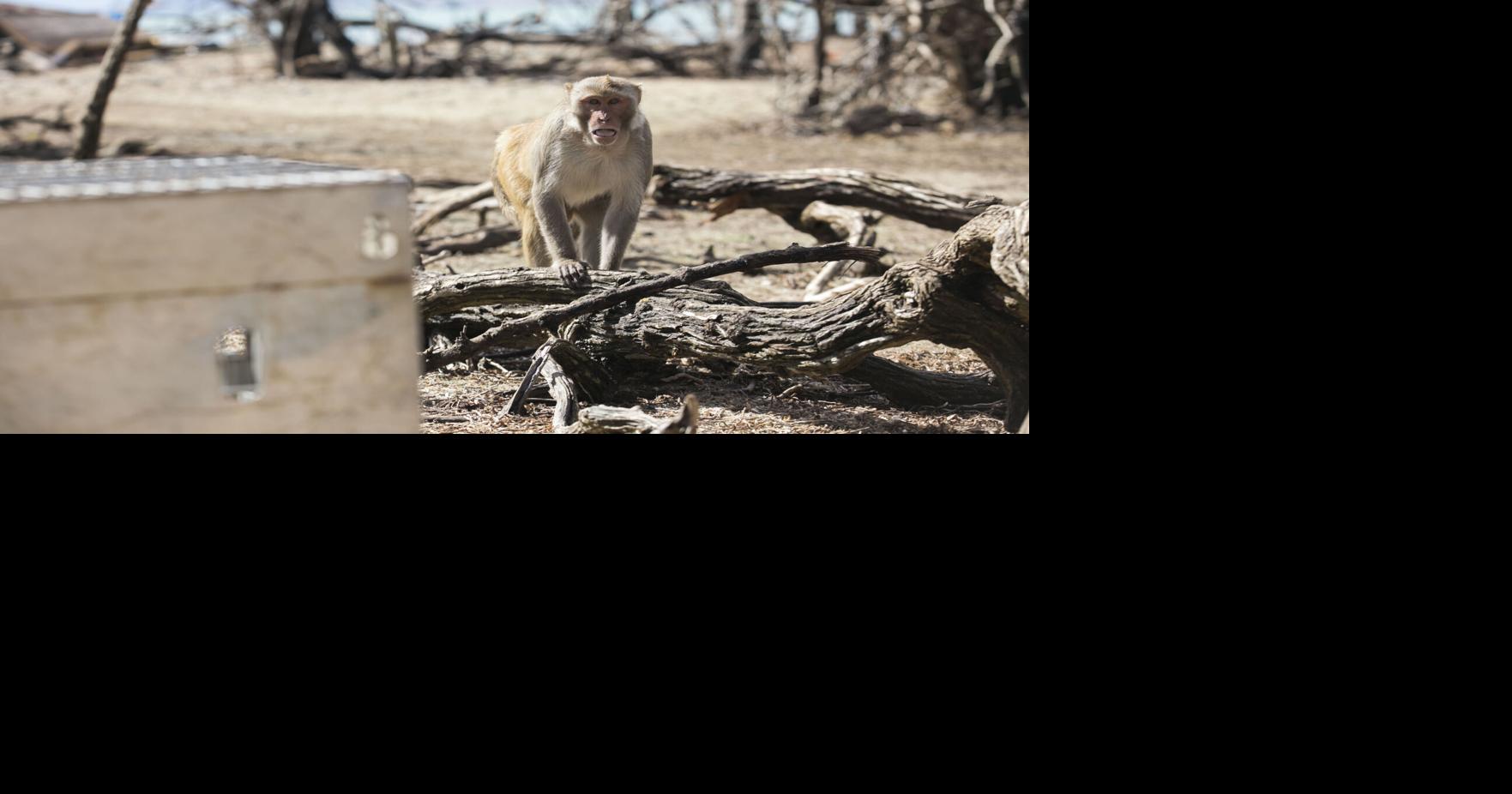 VIDEOS: Huracán María impactó sociedad de monos en Puerto Rico ...